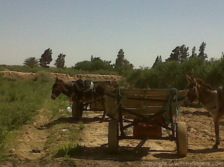 Désherbage du champ de henné près de Chenini Gabès | With My Fingers