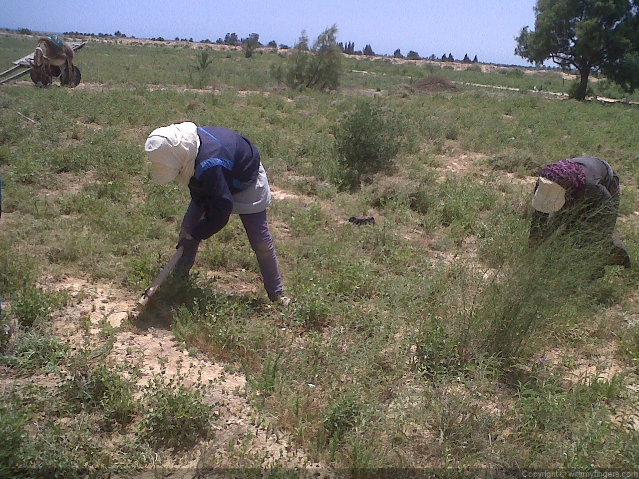Désherbage du champ de henné près de Chenini Gabès | With My Fingers