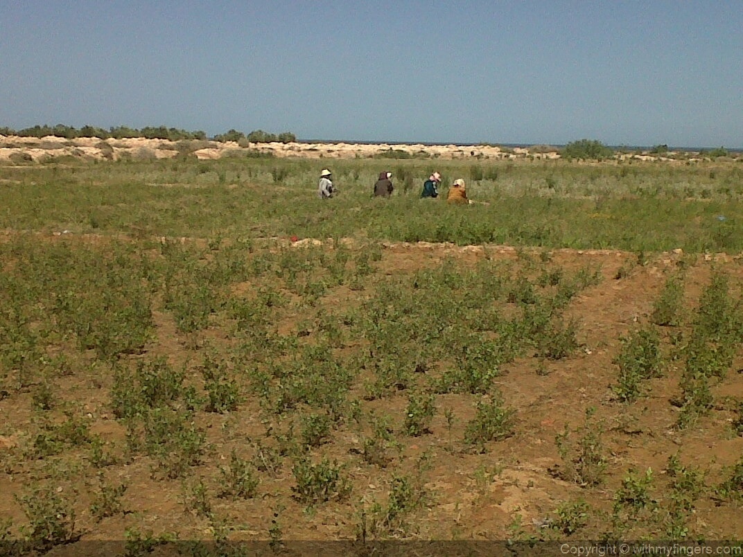 Les travaux continuent dans le champs de henné à Chenini Gabès | With ...