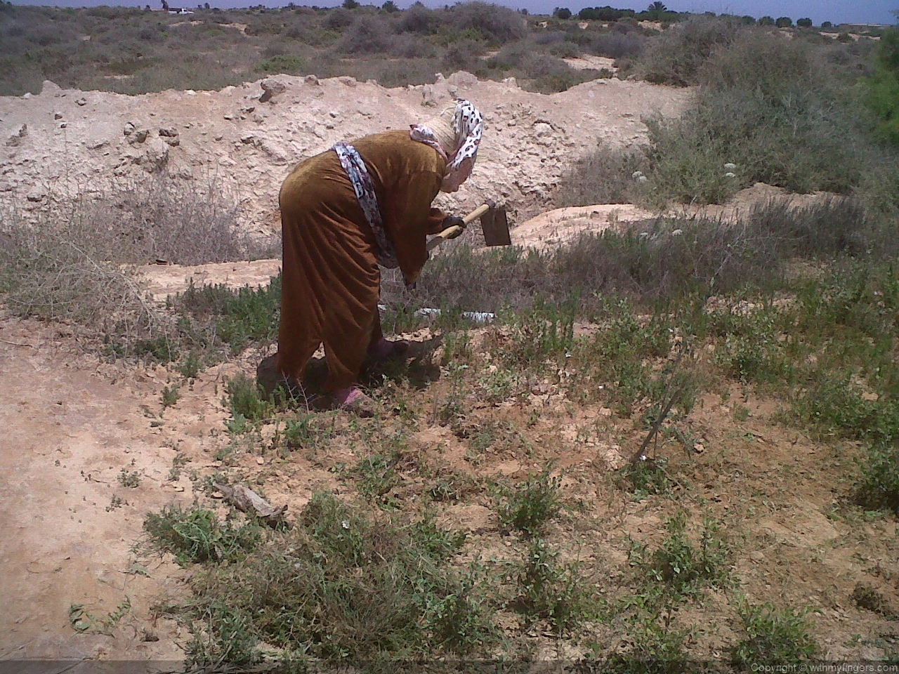 Désherbage du champ de henné près de Chenini Gabès | With My Fingers